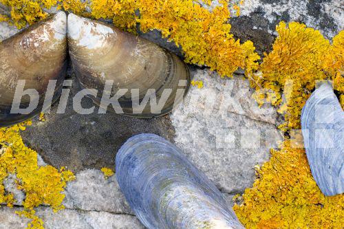 blickwinkel - Miesmuschel (Mytiloidea), Muscheln und Flechten auf ...