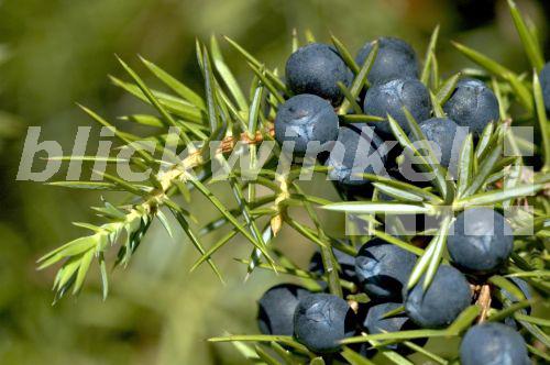 blickwinkel - Gemeiner Wacholder, Gewoehnlicher Wacholder (Juniperus ...