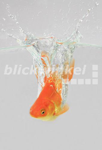 blickwinkel - Goldfisch, Goldkarausche, Schleierschwanz; Veiltail ...