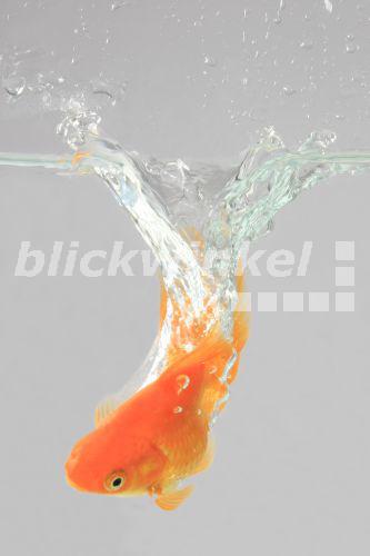 blickwinkel - Goldfisch, Goldkarausche, Schleierschwanz; Veiltail ...