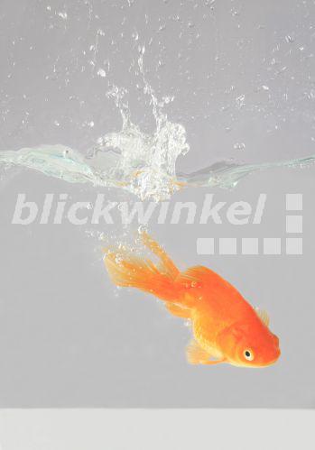 blickwinkel - Goldfisch, Goldkarausche, Schleierschwanz; Veiltail ...