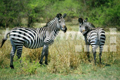 blickwinkel - Boehm-Zebra, Boehmzebra, Boehm-Steppenzebra ...