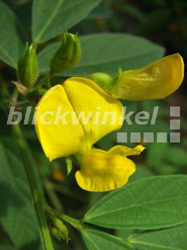 blickwinkel - Straucherbse, Strauch-Erbse, Erbsenbohne, Erbsen-Bohne ...