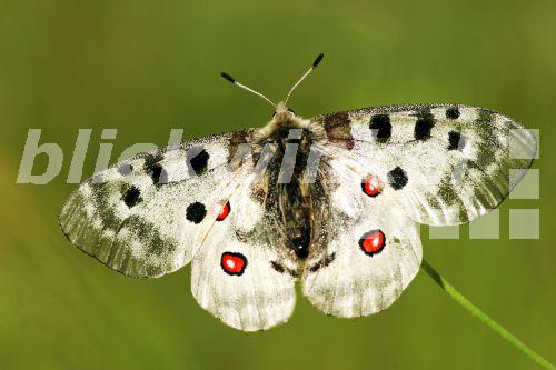 blickwinkel - Apollofalter, Roter Apollo (Parnassius apollo), Aufsicht ...