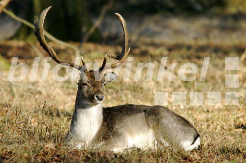blickwinkel - Damhirsch, Dam-Hirsch (Dama dama, Cervus dama), geniesst ...