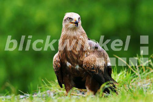 blickwinkel - Rotmilan, Rot-Milan, Roter Milan, Gabelweihe, Gabel-Weihe ...