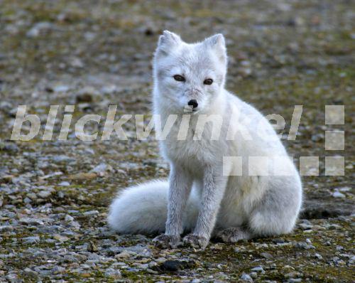 blickwinkel - Eisfuchs, Eis-Fuchs, Polarfuchs, Polar-Fuchs, Weissfuchs ...