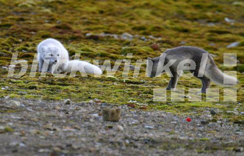 blickwinkel - Eisfuchs, Eis-Fuchs, Polarfuchs, Polar-Fuchs, Weissfuchs ...