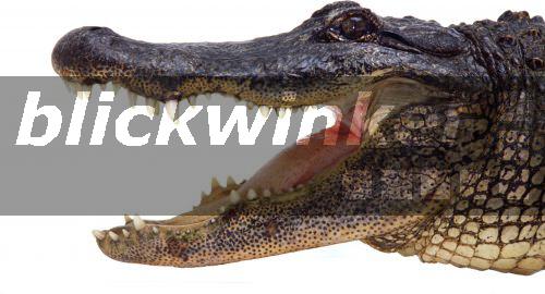 blickwinkel - Mississippi-Alligator, Mississippialligator (Alligator ...