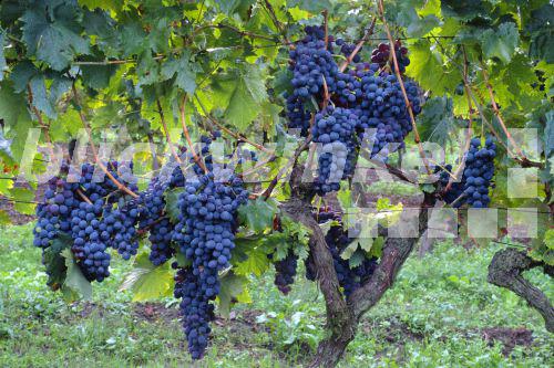blickwinkel - Echter Wein, Weinrebe (Vitis vinifera), rote Weintrauben ...
