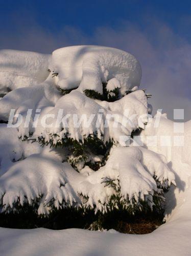 blickwinkel - Gemeine Fichte, Rottanne, Gewoehnliche Fichte (Picea ...
