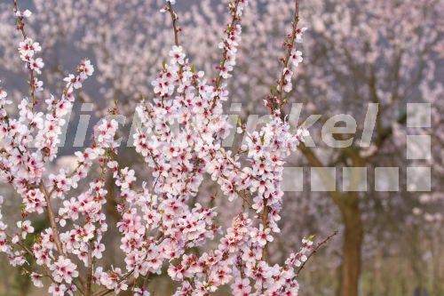 blickwinkel - Mandelbaum, Mandel-Baum (Prunus amygdalus), Zweige mit ...