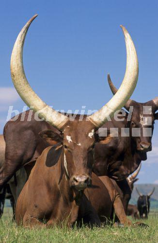 blickwinkel - Watussirind, Watussi-Rind (Bos primigenius f. taurus ...