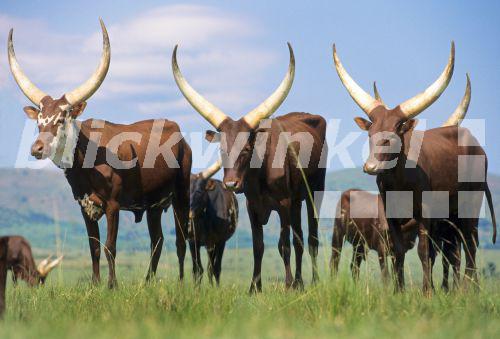 blickwinkel - Watussirind (Bos primigenius f. taurus), Rinderherde ...