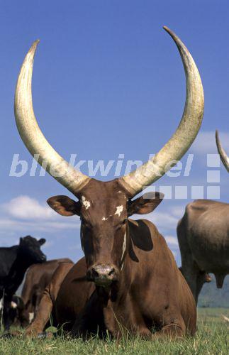 blickwinkel - Watussirind (Bos primigenius f. taurus), Vorderansicht ...