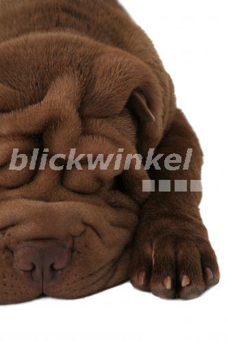 blickwinkel - Shar Pei, Sharpei, Chinesischer Faltenhund (Canis lupus f ...