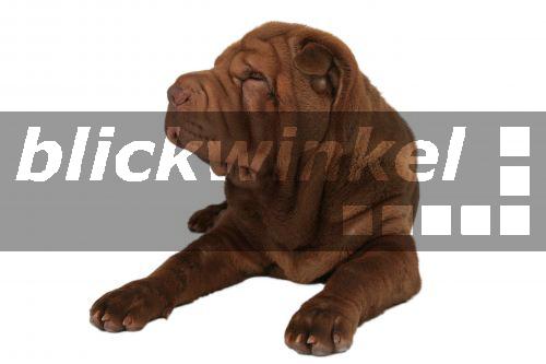 blickwinkel - Shar Pei, Sharpei, Chinesischer Faltenhund (Canis lupus f ...