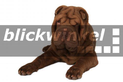 blickwinkel - Shar Pei, Sharpei, Chinesischer Faltenhund (Canis lupus f ...