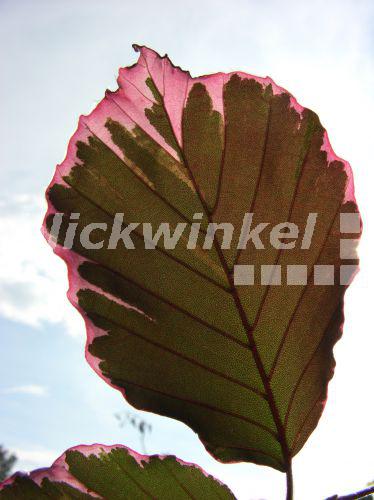 blickwinkel - Rotbuche, Rot-Buche, Buche (Fagus sylvatica 'Tricolor ...