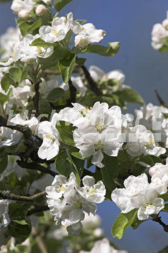 blickwinkel - Apfelbaum, Kultur-Apfel (Malus domestica), Bluete - apple ...
