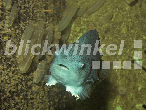 blickwinkel - Seehase, Lump, Lumpfisch (Cyclopterus lumpus), Weibchen ...