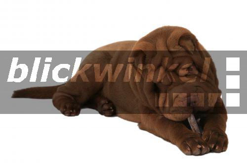 blickwinkel - Shar Pei, Sharpei, Chinesischer Faltenhund (Canis lupus f ...