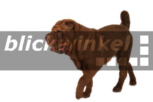 blickwinkel - Shar Pei, Sharpei, Chinesischer Faltenhund (Canis lupus f ...