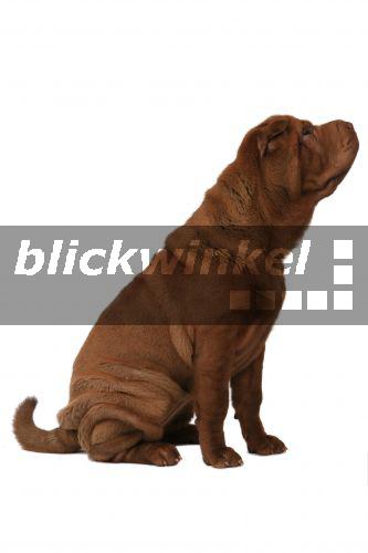 blickwinkel - Shar Pei, Sharpei, Chinesischer Faltenhund (Canis lupus f ...