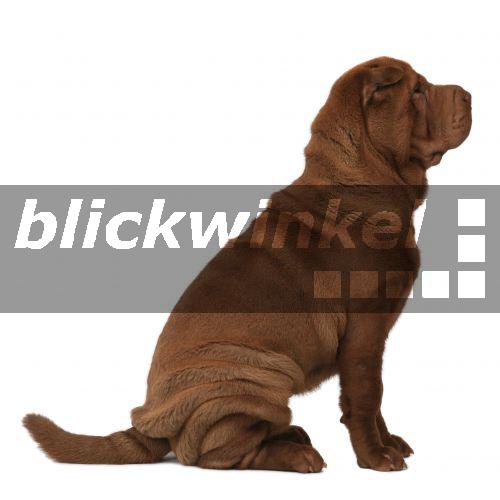 blickwinkel - Shar Pei, Sharpei, Chinesischer Faltenhund (Canis lupus f ...