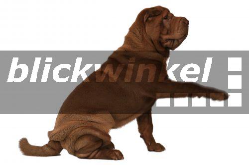 blickwinkel - Shar Pei, Sharpei, Chinesischer Faltenhund (Canis lupus f ...