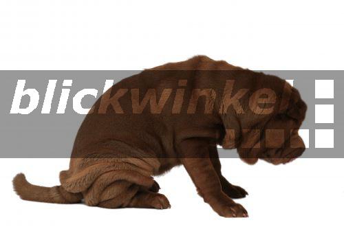 blickwinkel - Shar Pei, Sharpei, Chinesischer Faltenhund (Canis lupus f ...