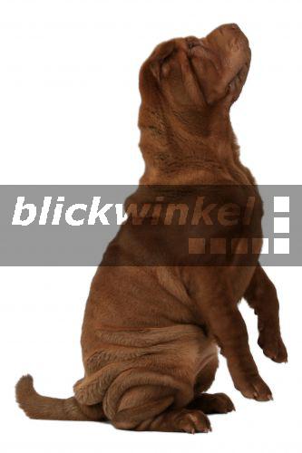 blickwinkel - Shar Pei, Sharpei, Chinesischer Faltenhund (Canis lupus f ...