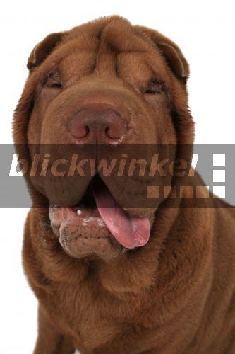 blickwinkel - Shar Pei, Sharpei, Chinesischer Faltenhund (Canis lupus f ...