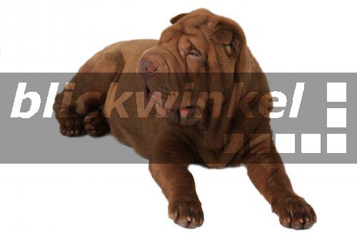 blickwinkel - Shar Pei, Sharpei, Chinesischer Faltenhund (Canis lupus f ...