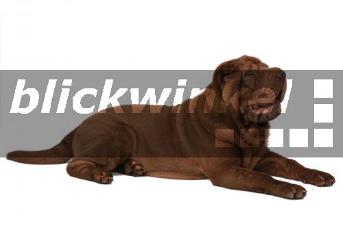 blickwinkel - Shar Pei, Sharpei, Chinesischer Faltenhund (Canis lupus f ...