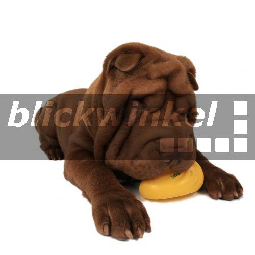 blickwinkel - Shar Pei, Sharpei, Chinesischer Faltenhund (Canis lupus f ...