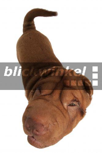 blickwinkel - Shar Pei, Sharpei, Chinesischer Faltenhund (Canis lupus f ...