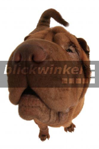 blickwinkel - Shar Pei, Sharpei, Chinesischer Faltenhund (Canis lupus f ...