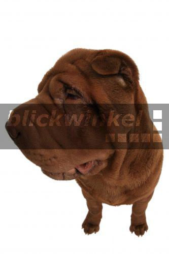 blickwinkel - Shar Pei, Sharpei, Chinesischer Faltenhund (Canis lupus f ...
