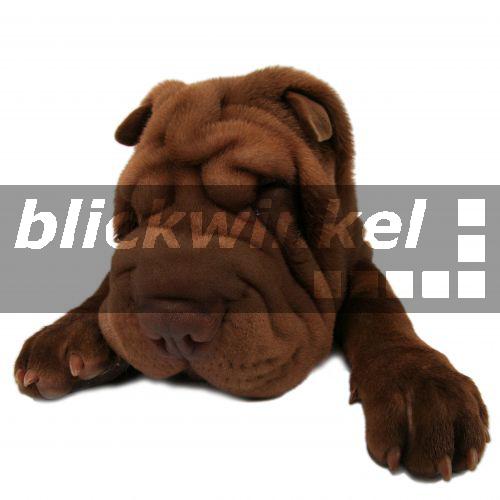 blickwinkel - Shar Pei, Sharpei, Chinesischer Faltenhund (Canis lupus f ...