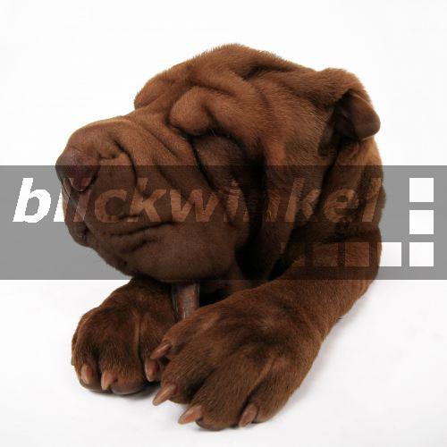 blickwinkel - Shar Pei, Sharpei, Chinesischer Faltenhund (Canis lupus f ...