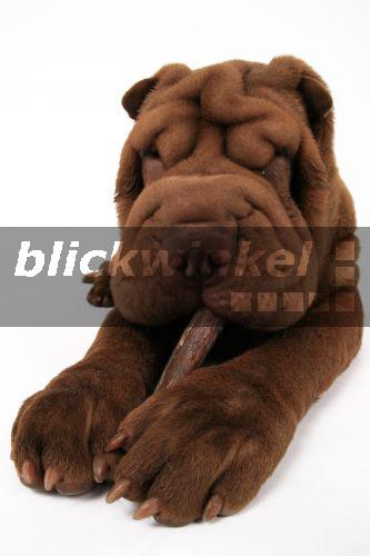 blickwinkel - Shar Pei, Sharpei, Chinesischer Faltenhund (Canis lupus f ...