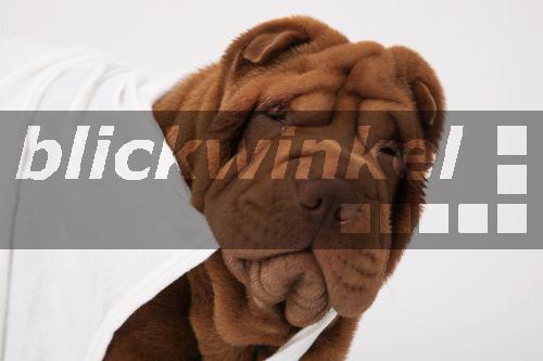 blickwinkel - Shar Pei, Sharpei, Chinesischer Faltenhund (Canis lupus f ...