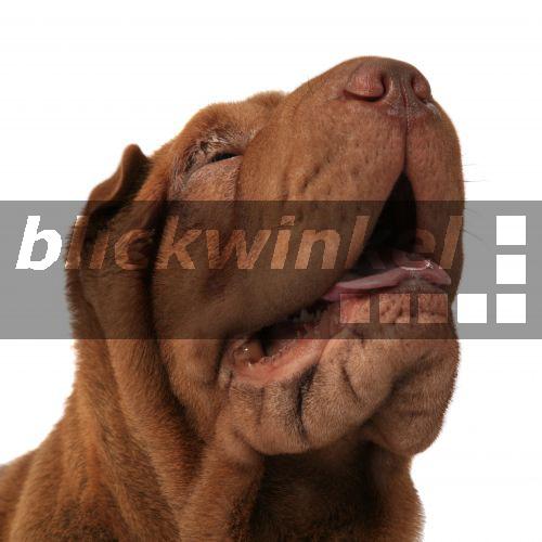 blickwinkel - Shar Pei, Sharpei, Chinesischer Faltenhund (Canis lupus f ...