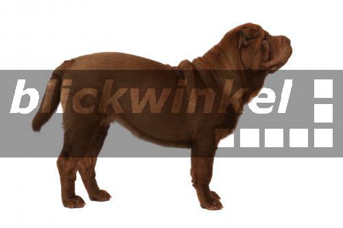 blickwinkel - Shar Pei, Sharpei, Chinesischer Faltenhund (Canis lupus f ...