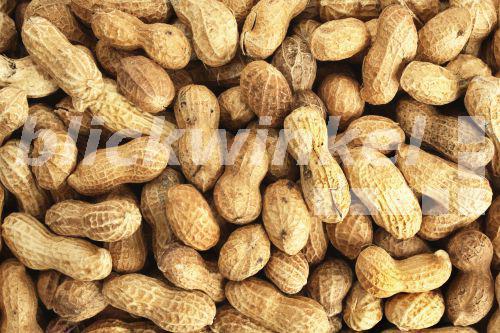 blickwinkel - Erdnuss, Erd-Nuss, Aschantinuss, Arachisnuss, Kamerunnuss ...