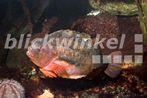 blickwinkel - Seehase, Lump, Lumpfisch, Lump-Fisch (Cyclopterus lumpus ...