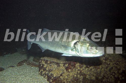 blickwinkel - Wolfsbarsch, Wolfs-Barsch, Seebarsch, See-Barsch ...
