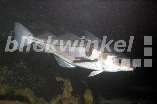 blickwinkel - Schellfisch, Schell-Fisch (Melanogrammus aeglefinus ...
