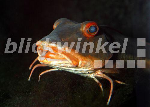 blickwinkel - Roter Knurrhahn (Seeschwalbenfisch) (Trigla lucerna ...